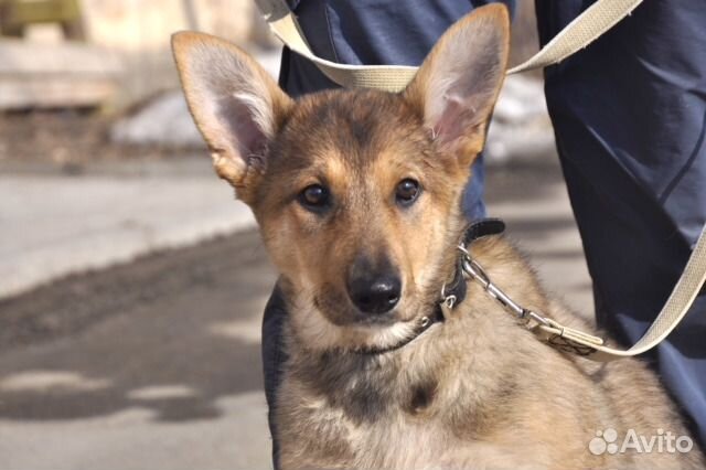 Лисенок девочка