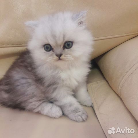 Персидские красавчики