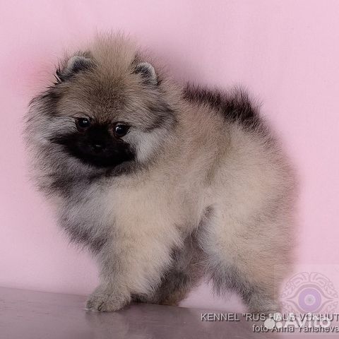 Померанские мишки бу