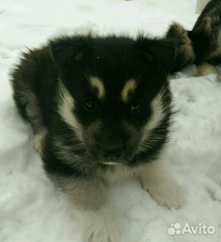 Щенок хаски