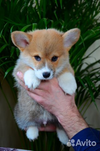 Вельш Коржата