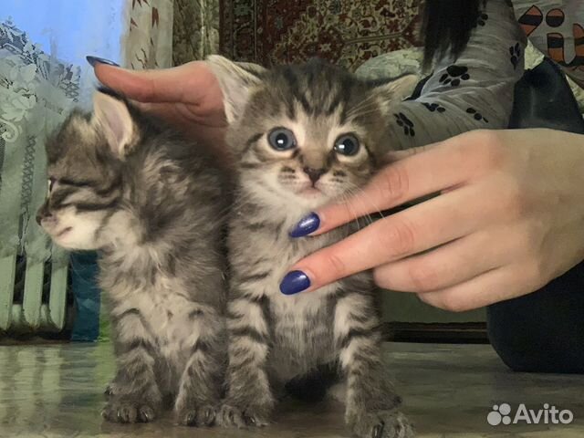 Котята (две девочки)