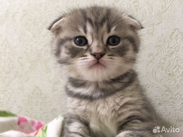 Продаётся пушистое чудо