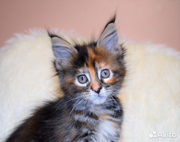 Черепаховая девочка породы мейнкун