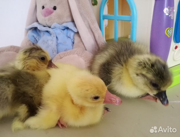 Гусята помесные Холмагоры + Линда + Большие серые