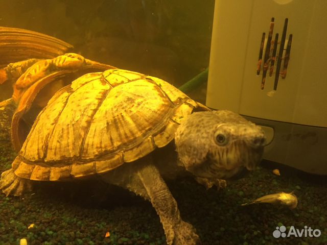 Черепаха иловая мускусная мальчик 8 лет