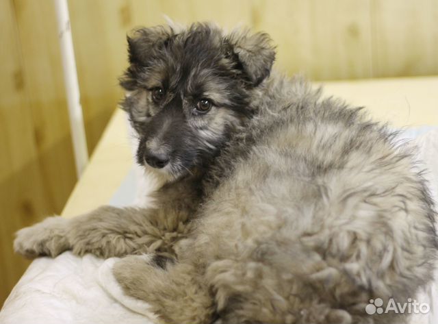 Курчавый мишка Фунтик