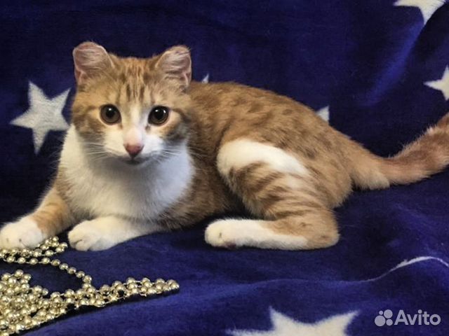 Рыжик Васька ищет дом