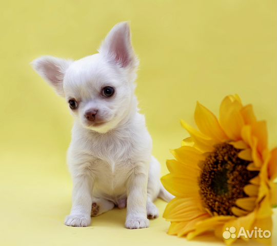 Нежный бело-кремовый зефирчик