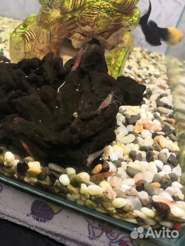 Мальки гуппи и креветки