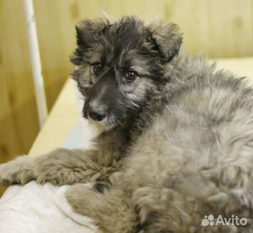 Пушистик Фунтик