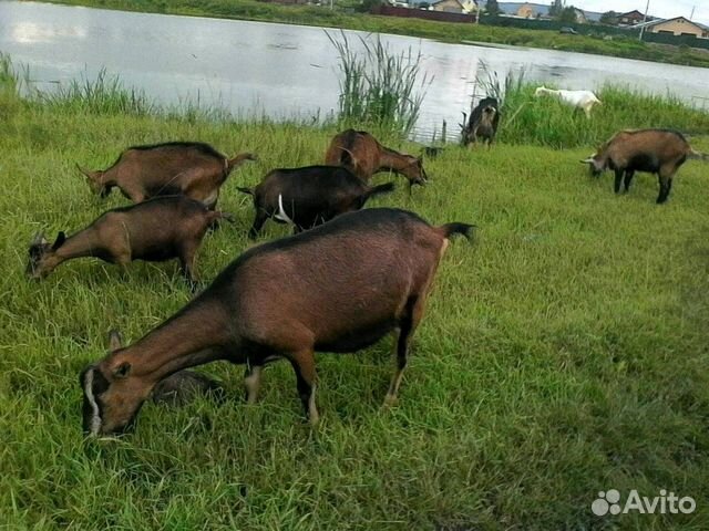 Дойные козы