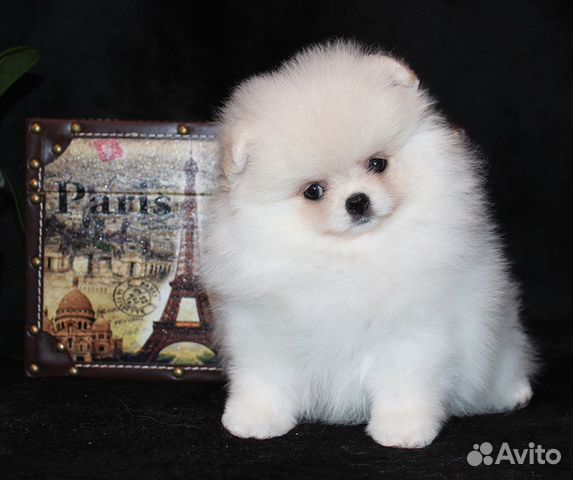 Шпиц Померанский мишка