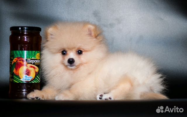 Подрощенная девочка померанского шпица