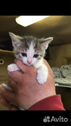 Котята в дар