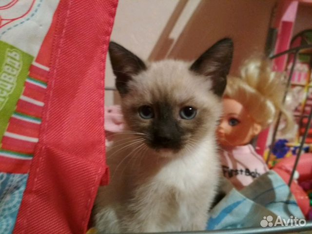 Котята