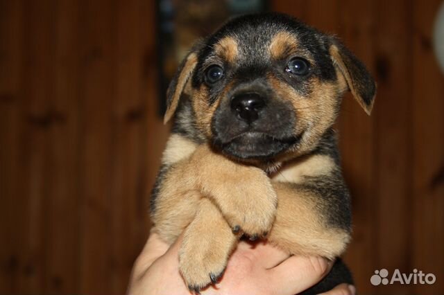 Миниатюрная девочка Габриэлла в добрые руки