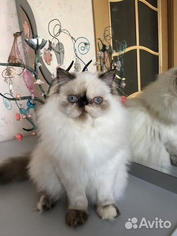 Гималайский экзотический котенок (Luxury)