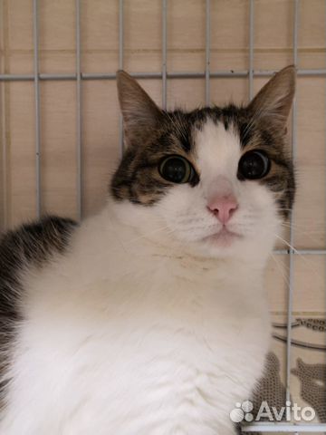 Кошечка в добрые руки