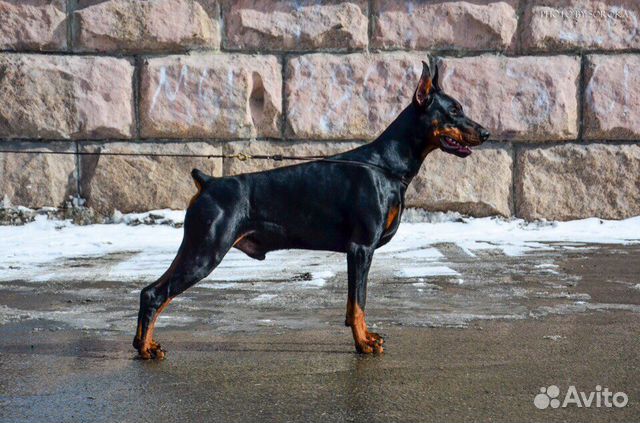 Щенки добермана