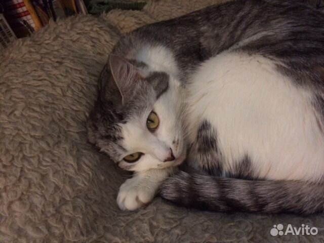 Милый славный котик 1 год в добрые руки