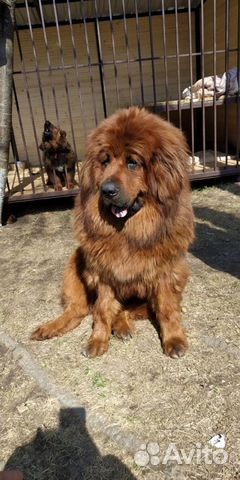 Тибетский мастиф