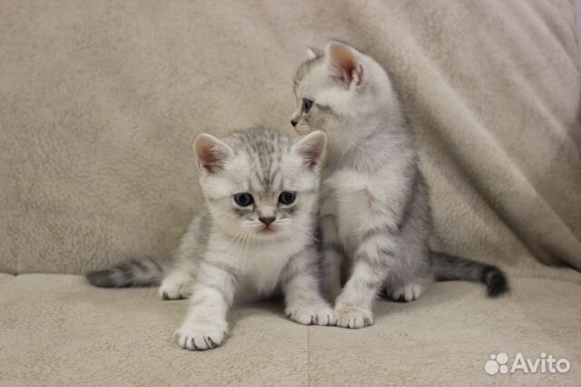 Британские котята