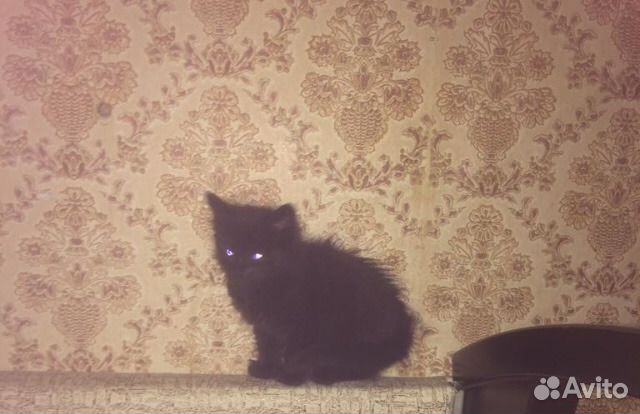 Котята чёрные отдам