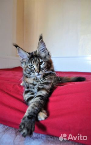 Мраморно-черепаховая котёнок Мэйн-Кун Savanna