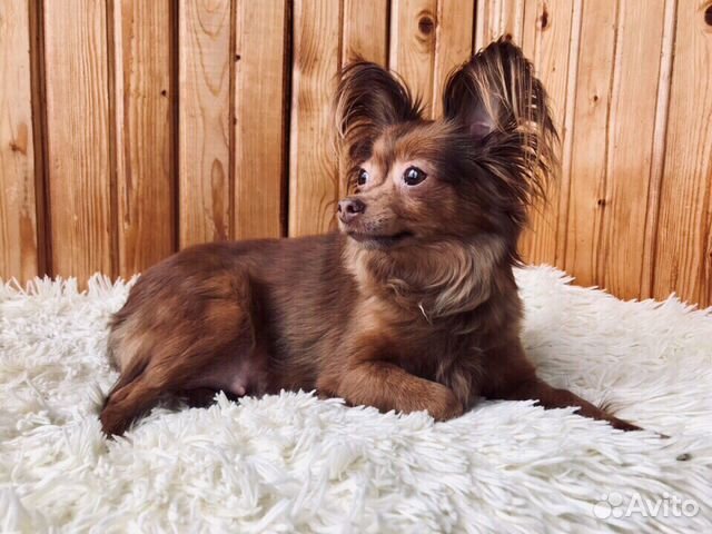 Русский длинношёрстый Той-терьер