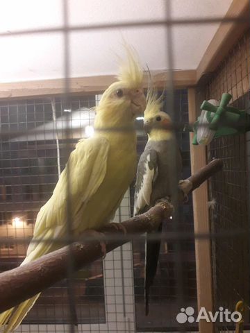 Попугай Карелла 2 шт