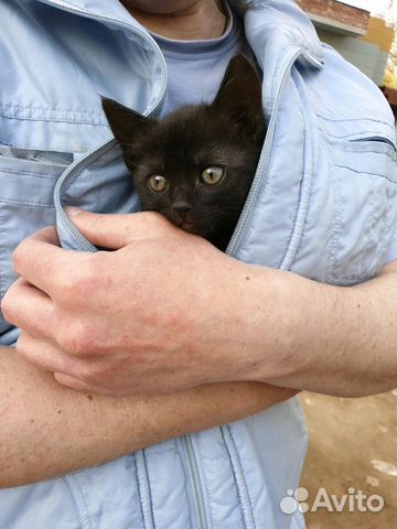 Уличный котёнок ищет свой дом