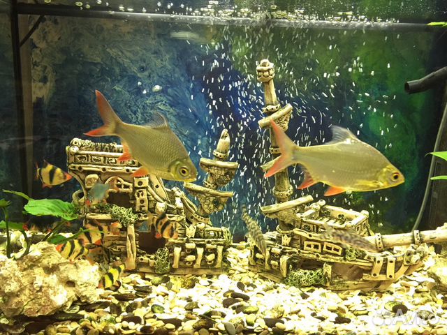 Лещевидный барбус