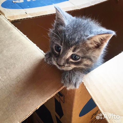 Дымок в добрые руки