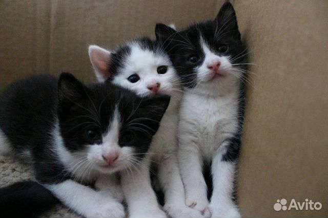 Котята в хорошие руки