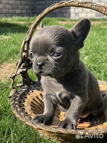 Мальчик чихуахуа, мини