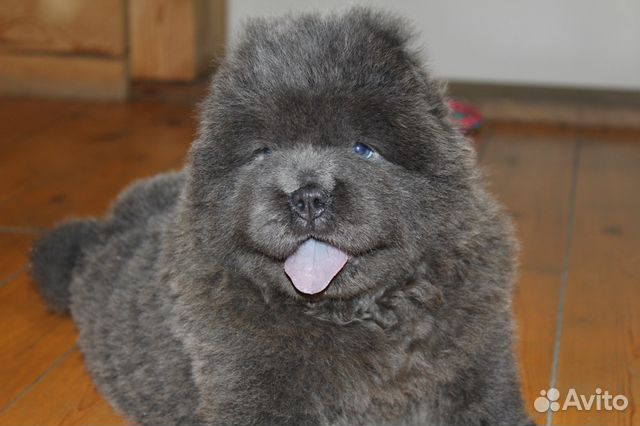 Девочка чау голубого окраса