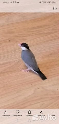 Рисовые амадины