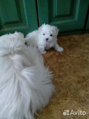 Мальчик мальтезе