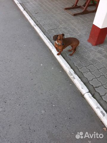 Отдам кроличью таксу