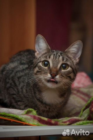 Кошечка в добрые руки