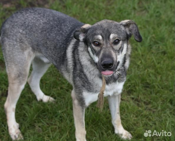 Венс - добрый ласковый пес ищет дом (собака в дар)