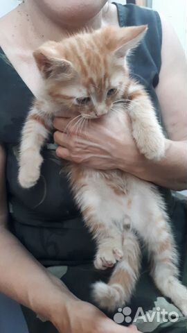 Милые котята