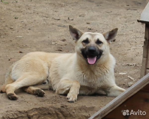 Собака в добрые руки