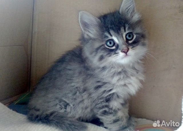 Марго Королева Апрелерожденная