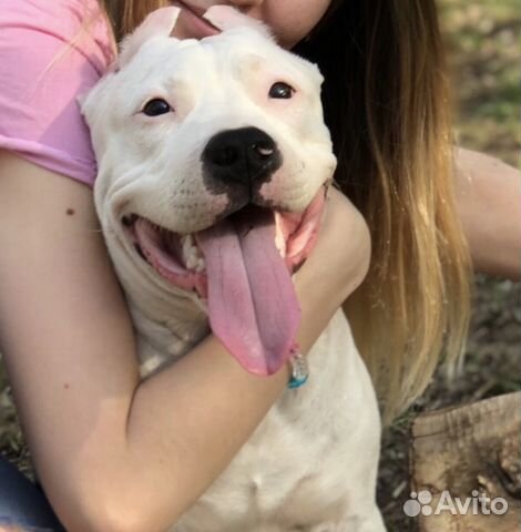 Продам американского стаффордширского терьера