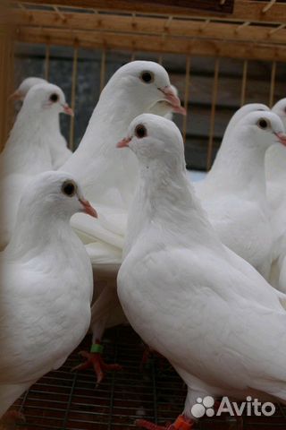 Голуби белые