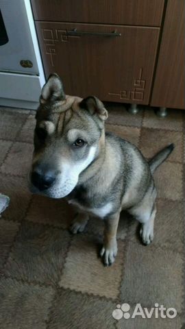 Продам щенка шарпей с крещен с хаски