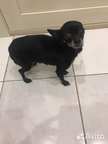 Отдам мини той терьера