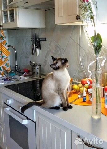 Тайский кот в дар